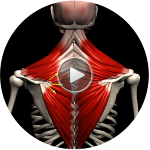 Strength Training by Muscle and Motion | The anatomy & Biomechanics of ...