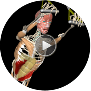 Strength Training by Muscle and Motion | The anatomy & Biomechanics of ...