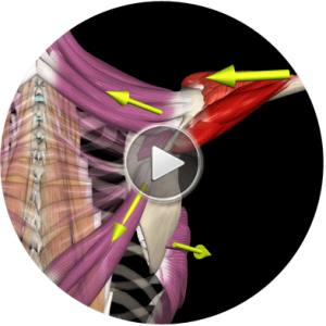 Strength Training by Muscle and Motion | The anatomy & Biomechanics of ...