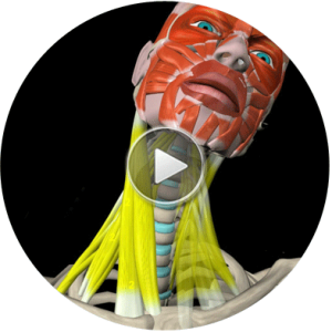 Strength Training by Muscle and Motion | The anatomy & Biomechanics of ...