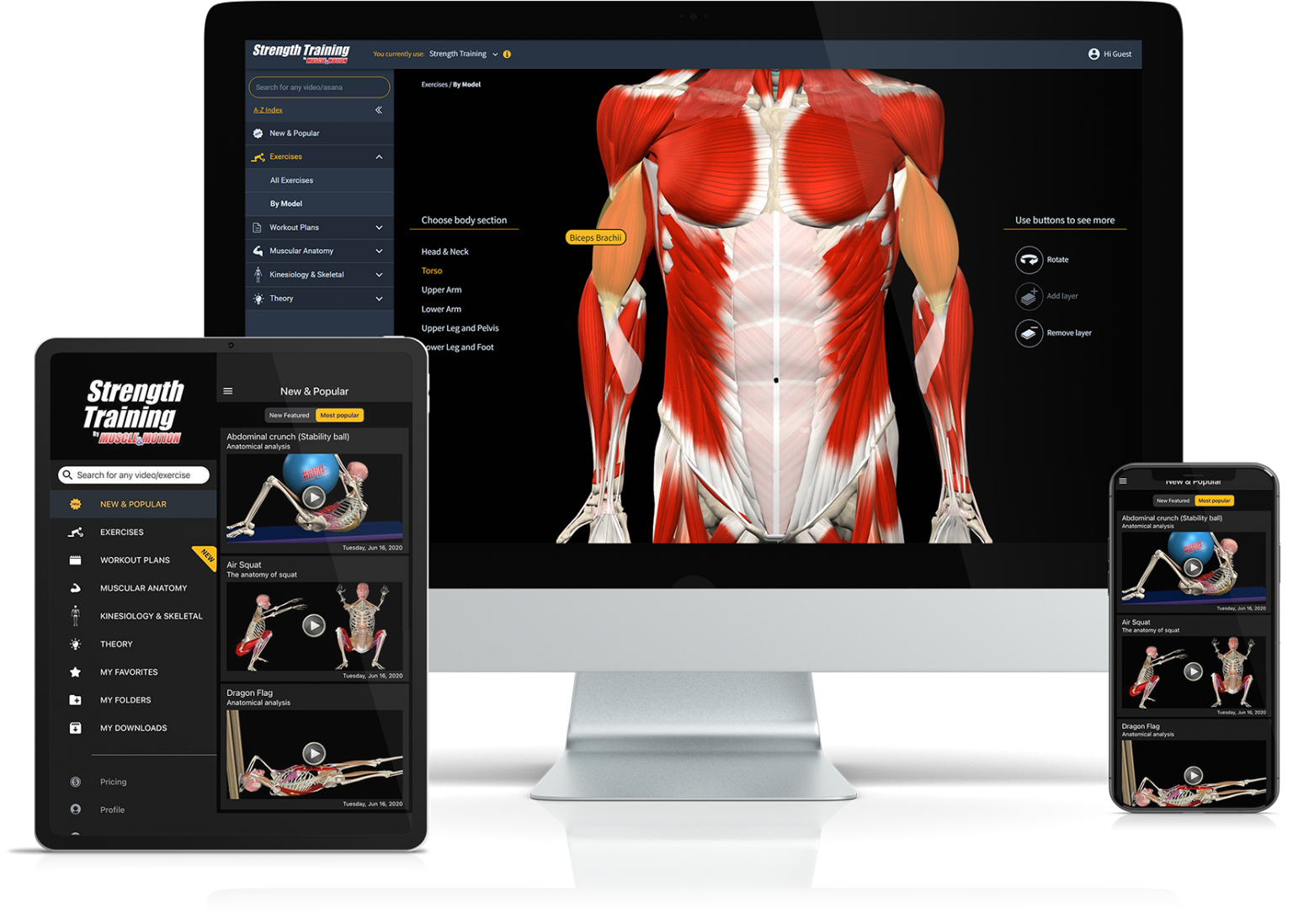 Strength Training by Muscle and Motion | The anatomy & Biomechanics of ...