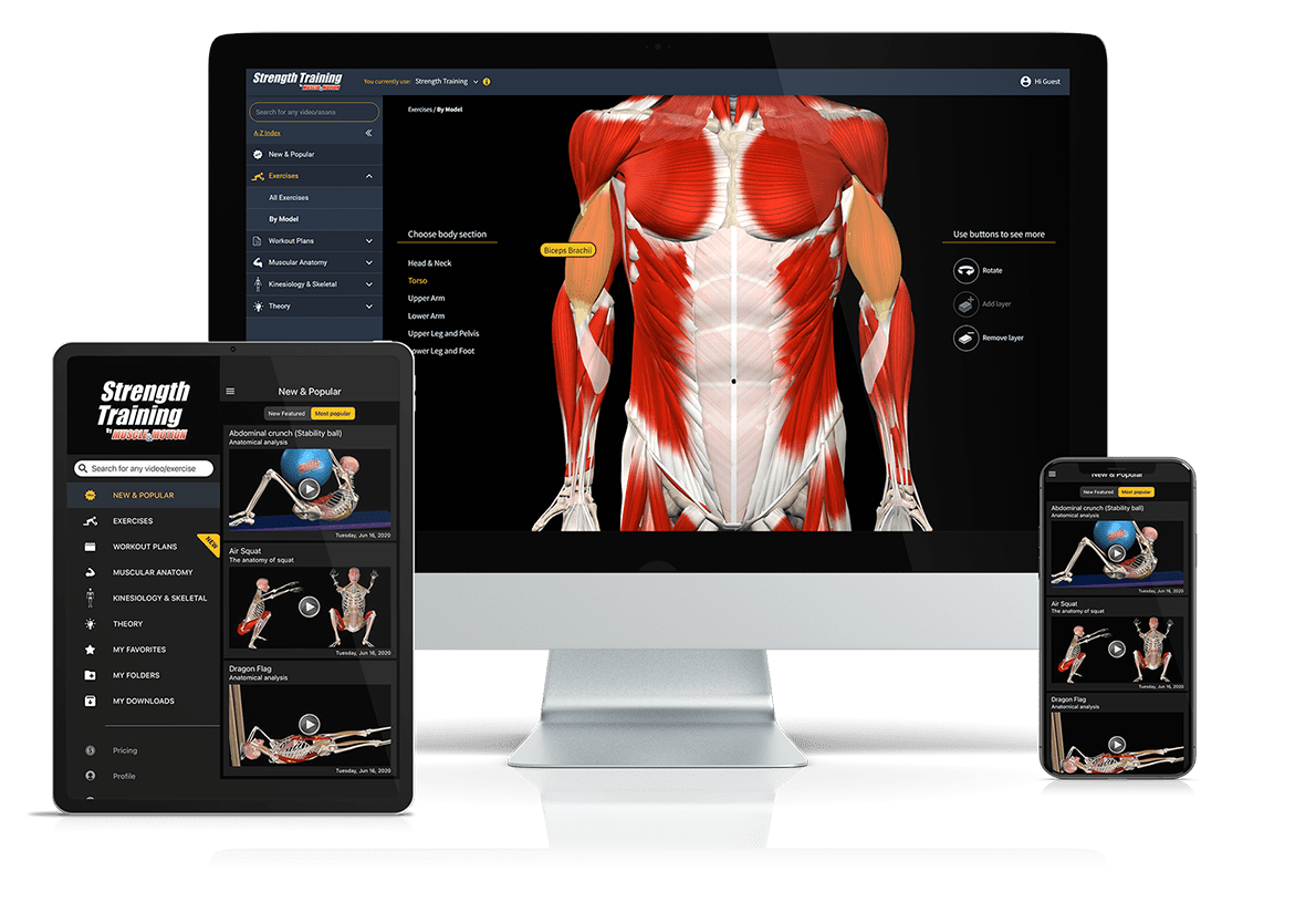 Strength Training by Muscle and Motion | The anatomy & Biomechanics of ...