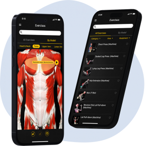 Strength Training by Muscle and Motion | The anatomy & Biomechanics of ...