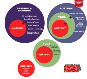 Comparison | Muscle&Motion - Strength Training Anatomy, Muscular ...