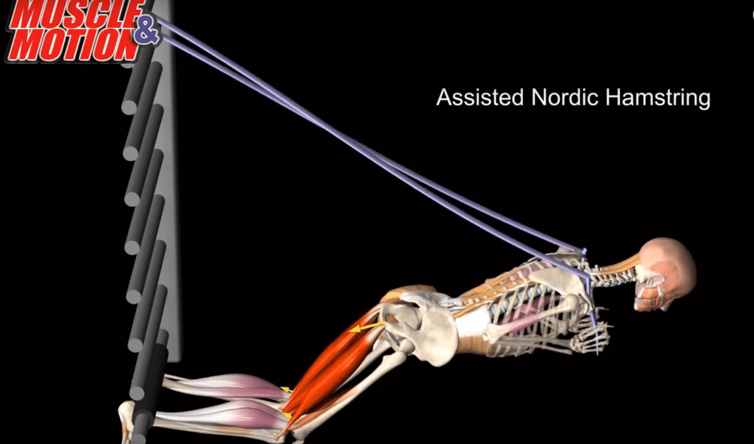 Assisted Nordic Hamstring Curls | Muscle&Motion - Strength Training ...