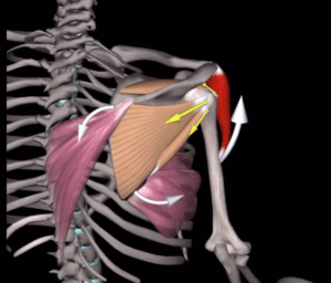 Lateral Raise To Build Your Shoulders | Benefits, Variations & Anatomy