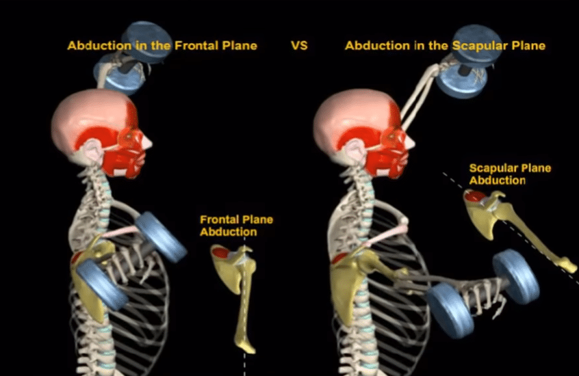 Lateral Raise To Build Your Shoulders | Benefits, Variations & Anatomy