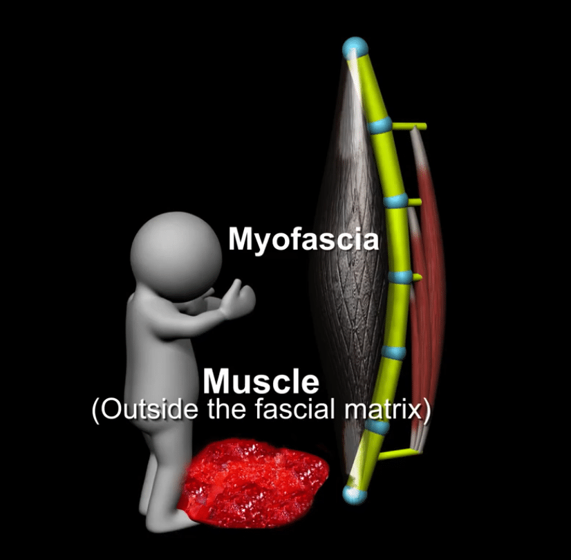Myofascia | Why is it important for you health to be aware of it?