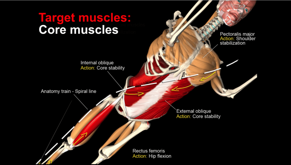 Plank with Leg Raises | Anatomical Analysis and Common Mistakes in 3D