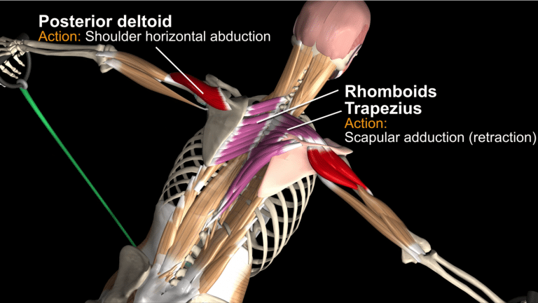 Bent Over High Row | Anatomical Analysis and Common Mistakes in 3D