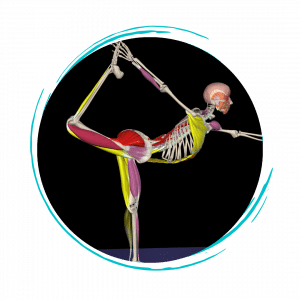 Get an Inside View of the Anatomy & Biomechanics of Movement
