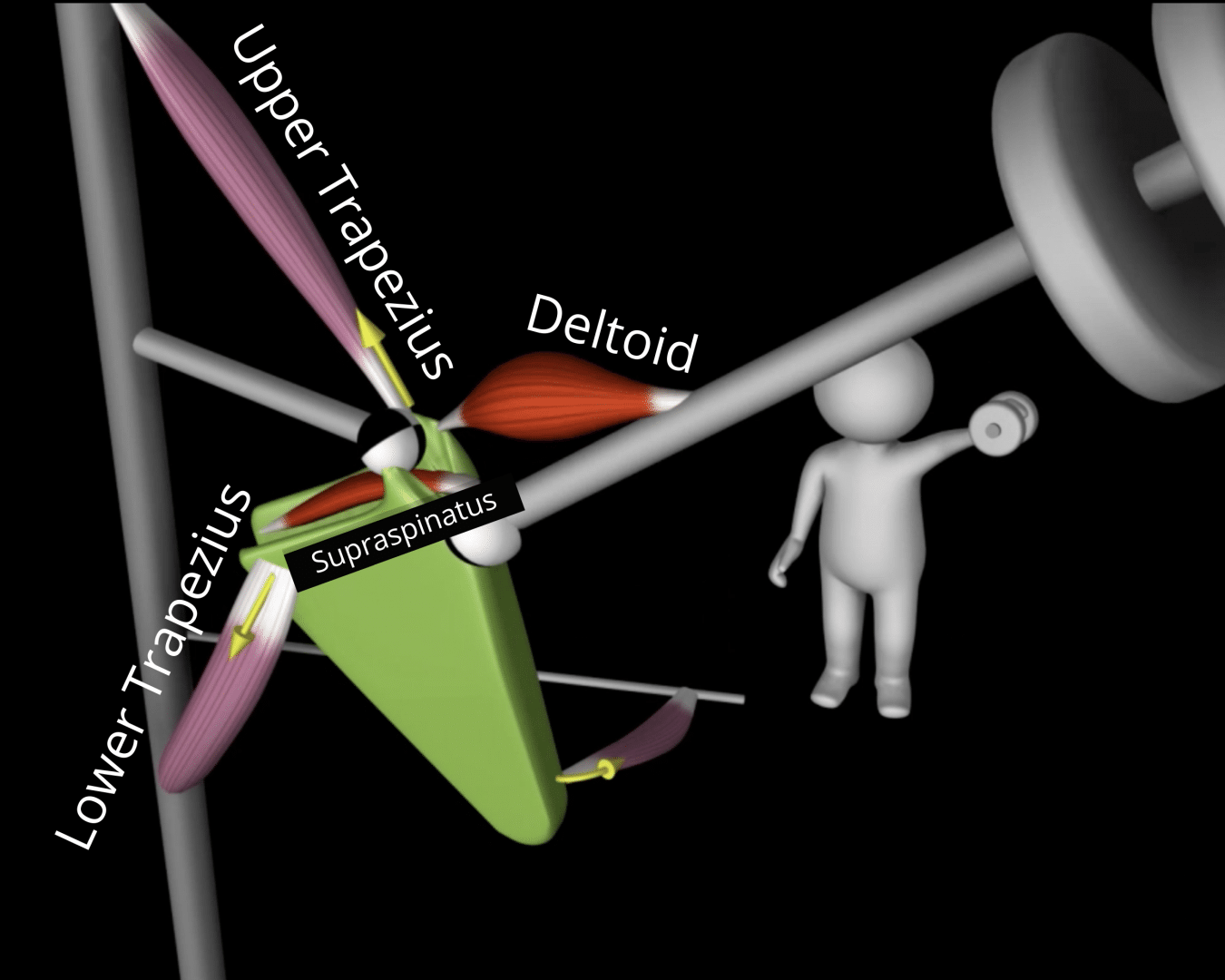 Scapular Force Couple | Biomechanics and Anatomical Analysis in 3D