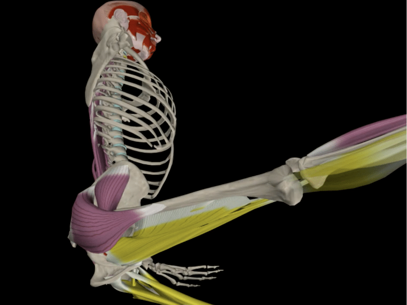 All about the Seated Straddle Strech | Anatomy, Techniques, and Variations