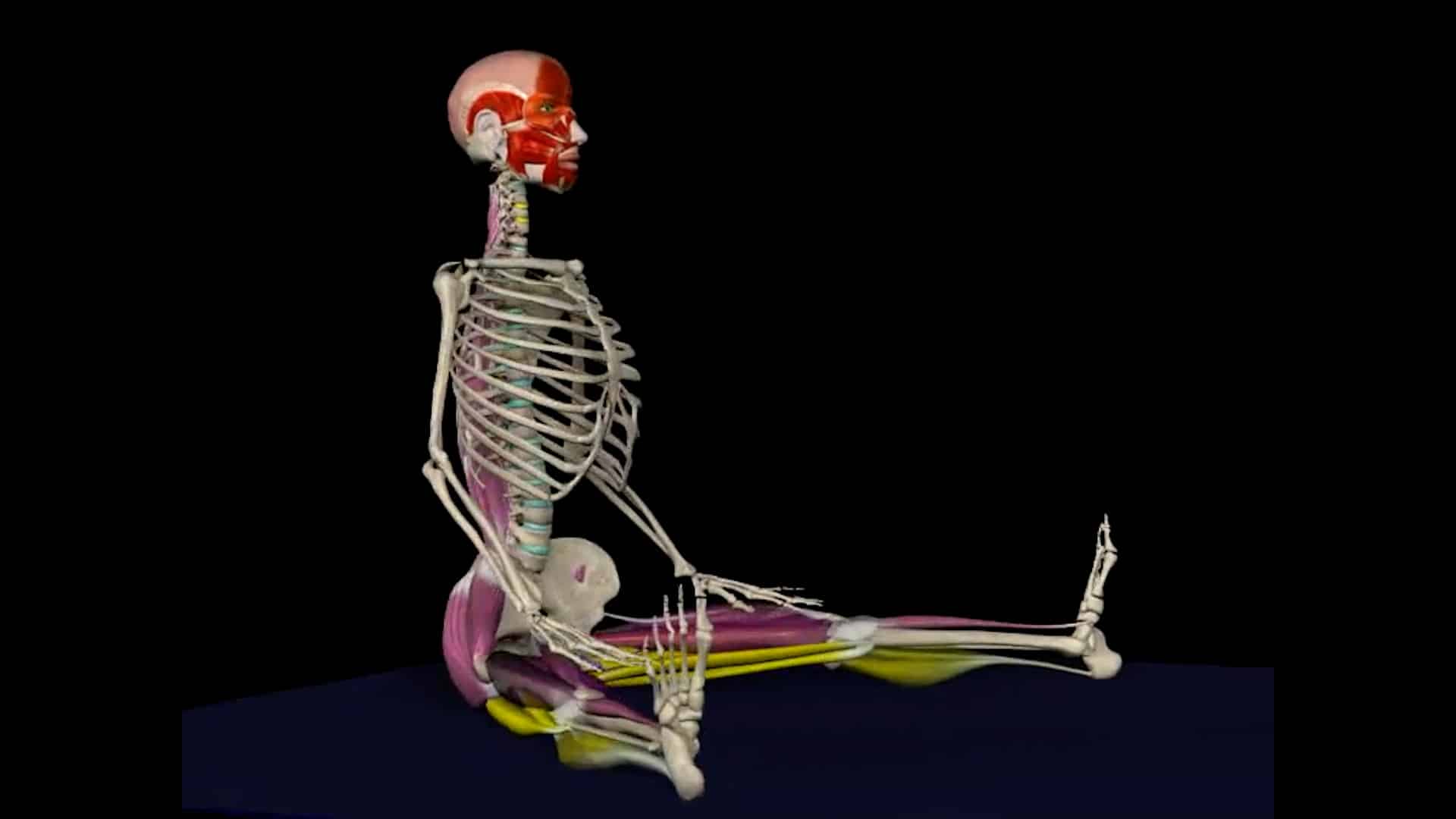 All about the Seated Straddle Strech | Anatomy, Techniques, and Variations