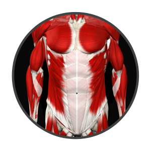 Strength Training App: 3D Animation Anatomy & Biomechanics