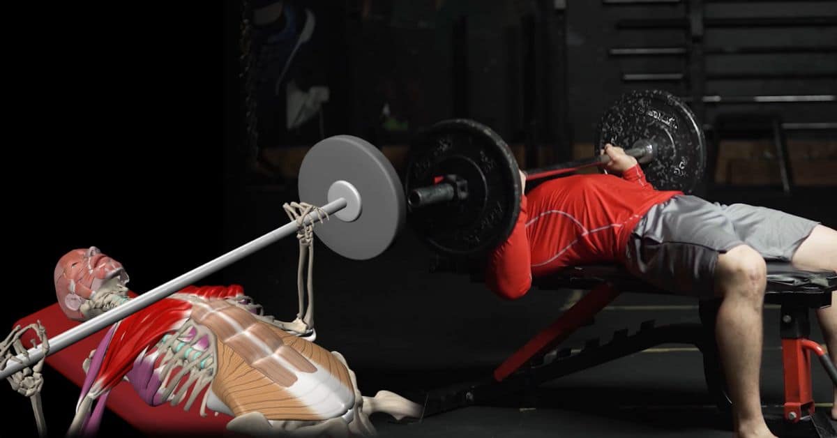 How to Bench Press Properly | Exercise Science | Mucsle & Motion