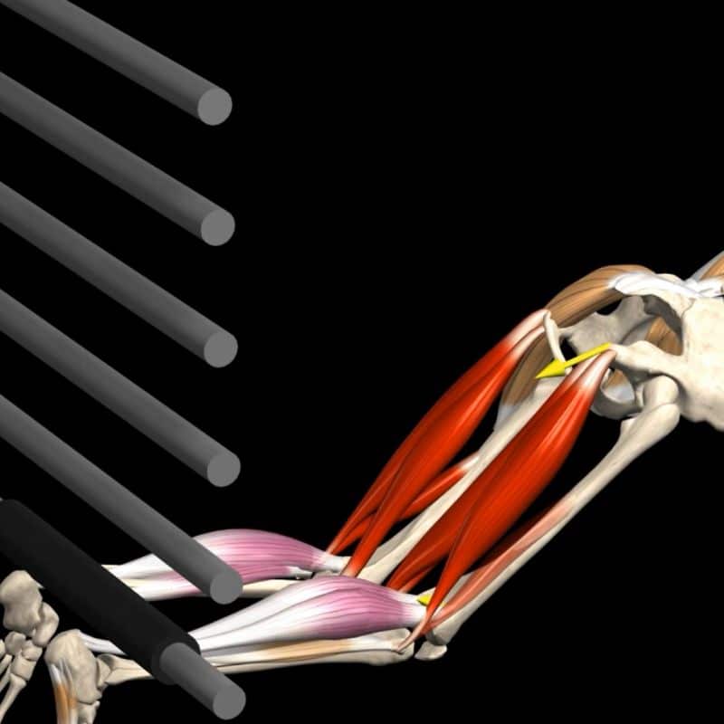 Nordic Hamstring Curl Anatomy | Muscle and Motion Blog