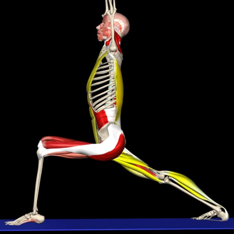 Warrior Pose - Muscle and Motion Blog