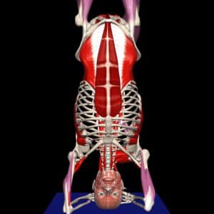 Mastering the Handstand Pose | Guide by Muscle and Motion