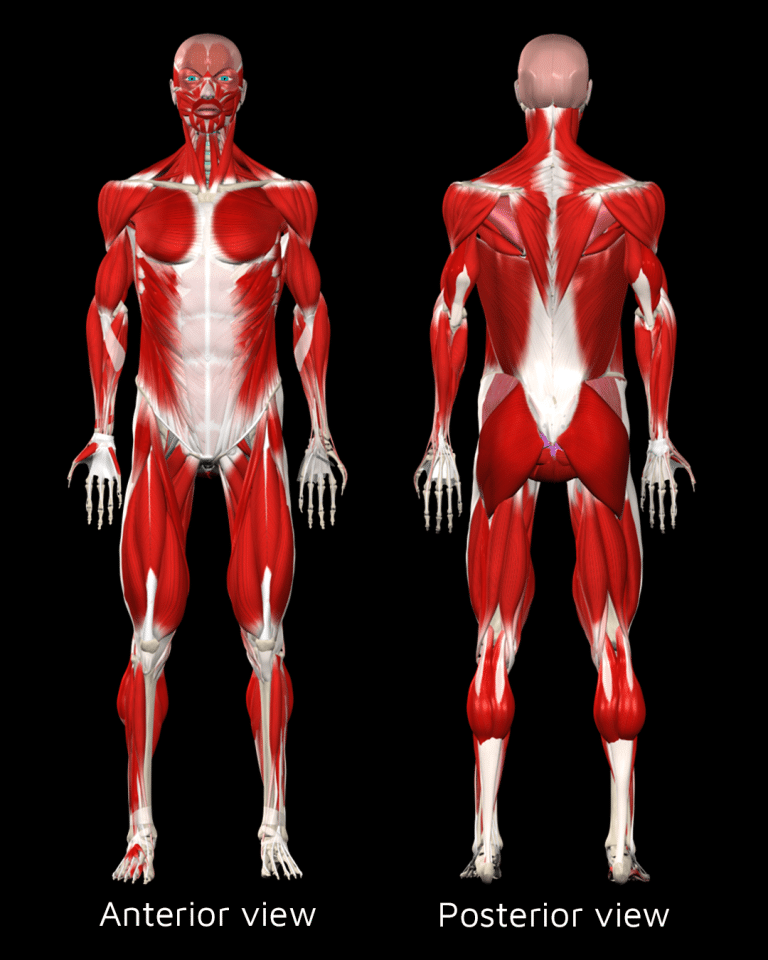 Human Anatomy Terminology | A Complete Guide