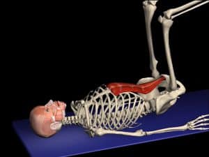 Strength Training Anatomy | the anatomy behind strength