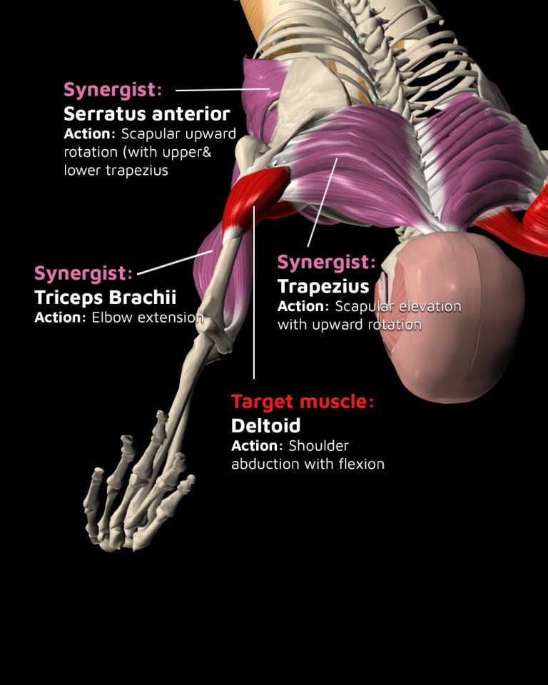 Mastering the Handstand Pose | Guide by Muscle and Motion