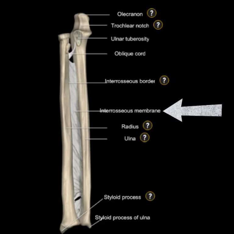 Types of Joints: A Detailed Classification Guide Muscle and Motion