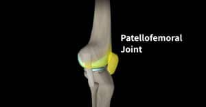 Anatomy of the Knee Joint: Bones, Ligaments, and Muscles