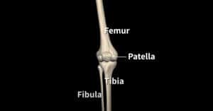 Anatomy of the Knee Joint: Bones, Ligaments, and Muscles