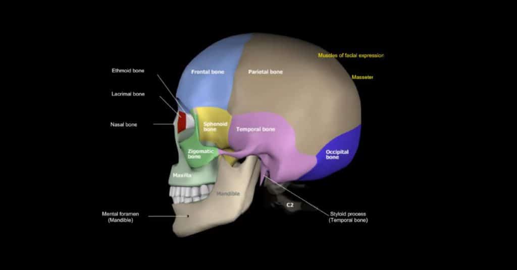 Types of Joints: A Detailed Classification Guide Muscle and Motion