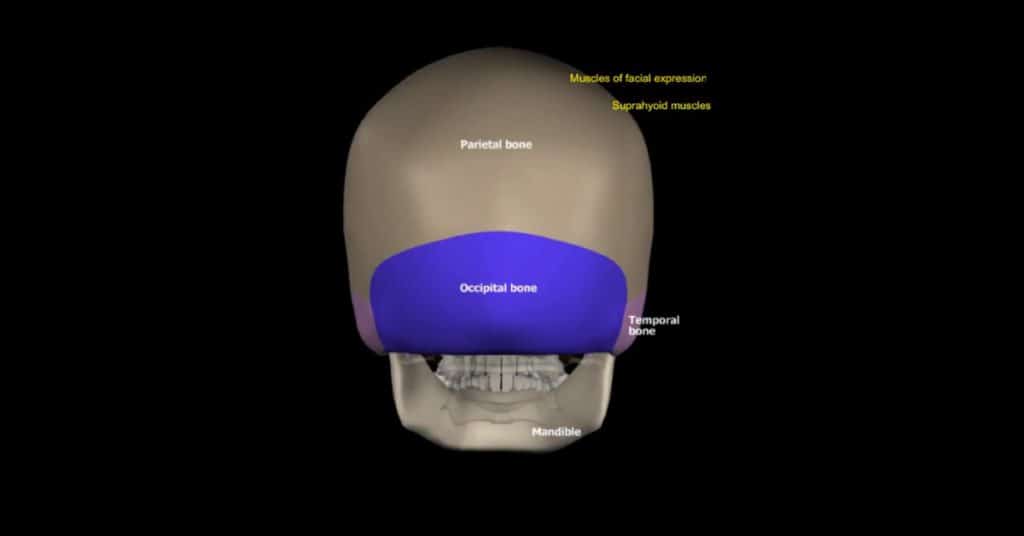 Types of Joints: A Detailed Classification Guide Muscle and Motion