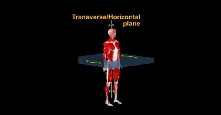 Human Anatomy Terminology | A Complete Guide