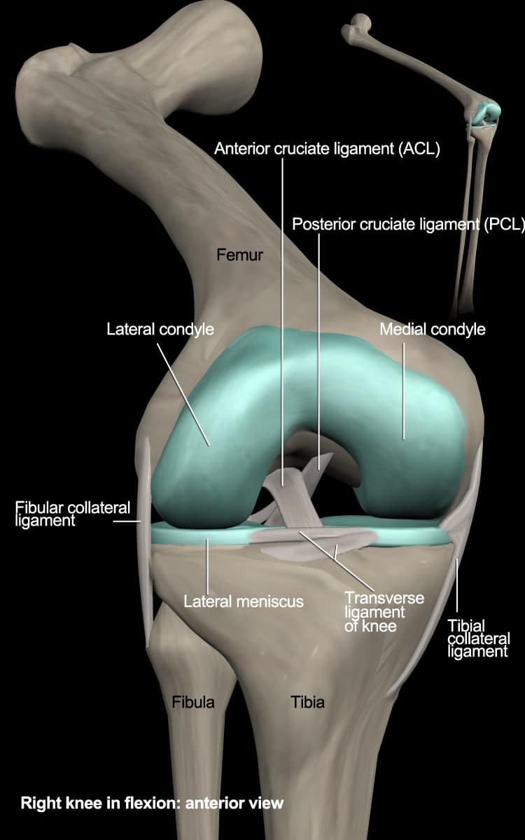Anatomy of the Knee Joint: Bones, Ligaments, and Muscles