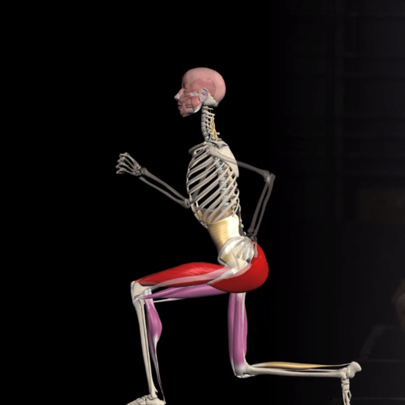 How to Lunge: A Complete Guide | Muscle and Motion BLOG