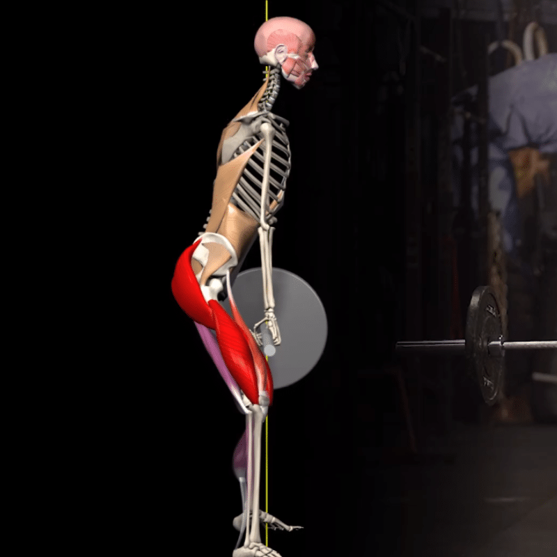 Sumo Deadlift | All the steps to do it the best way possible.