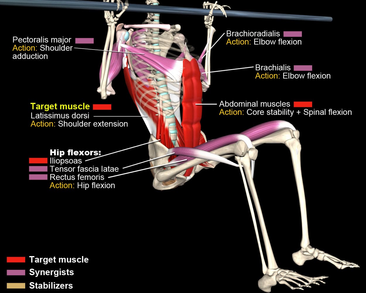 The Salmon Ladder | a science-based view | Muscle and Motion Blog