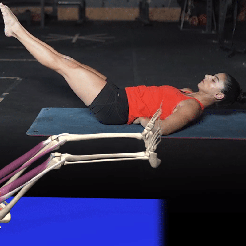 The Supine Leg Raise exercise | Muscle and Motion blog article