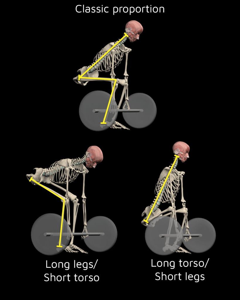 Body Proportion Effect on Deadlift | Muscle&Motion - Strength Training ...