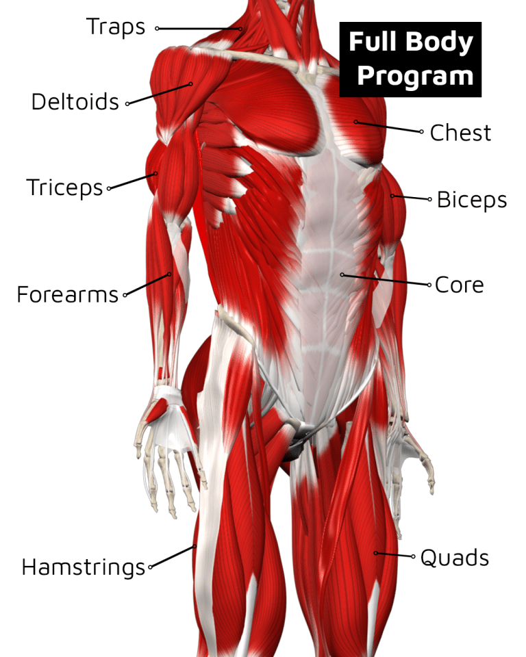 Full-body Training Programs | Blog by Muscle and Motion