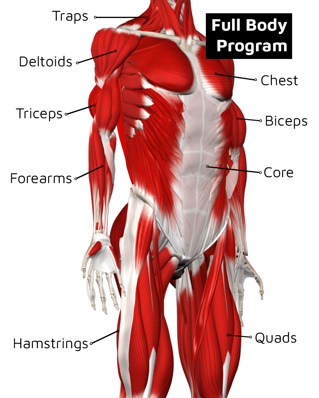 Full-body Training Programs | Blog by Muscle and Motion