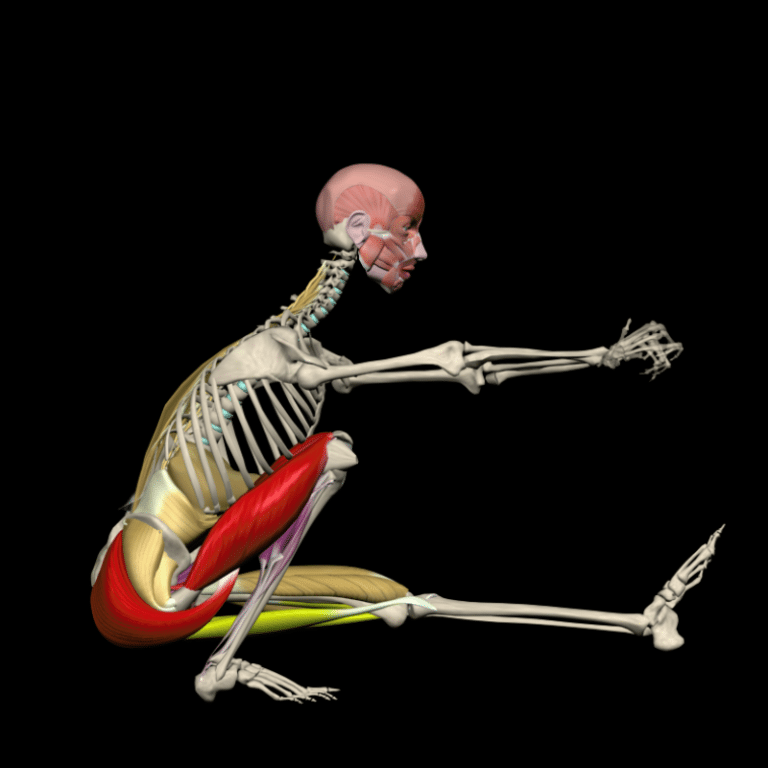 Exercise Science | Blog | Muscle and Motion