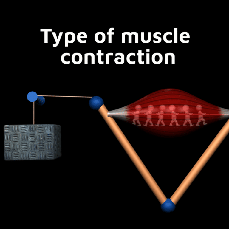 The three different types of muscle contractions | Muscle and Motion