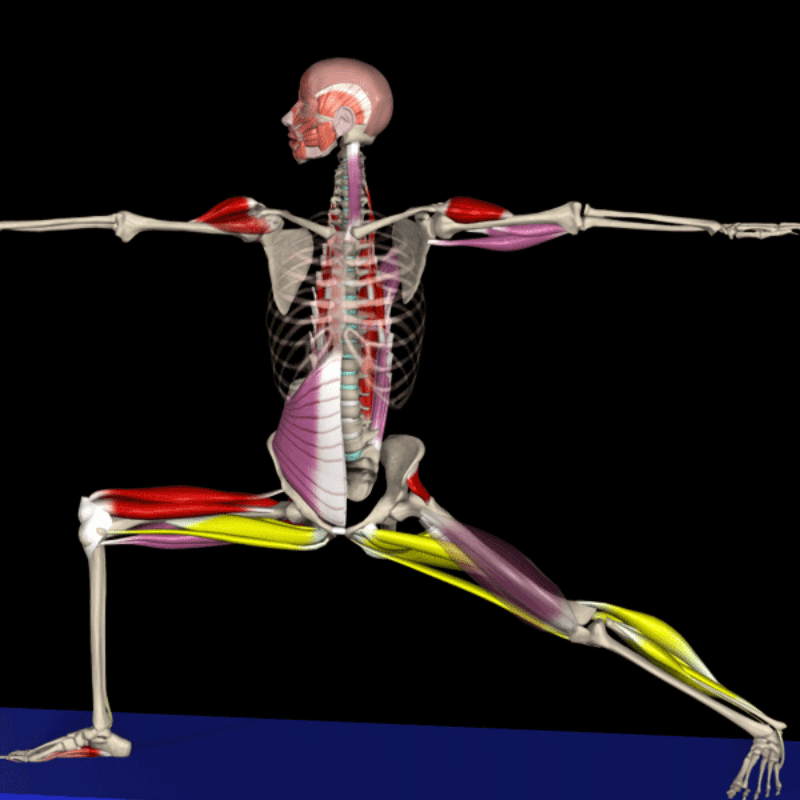 Yoga Therapy: A Rehabilitation Tool - Muscle & Motion | Visual Anatomy ...