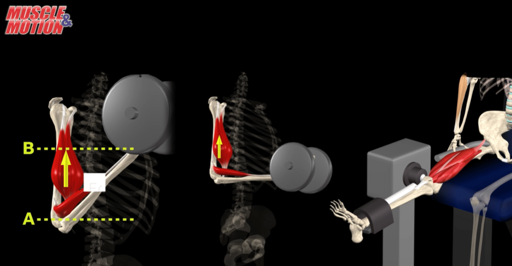 The three different types of muscle contractions | Muscle and Motion