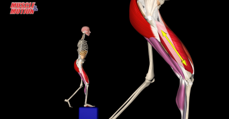 The three different types of muscle contractions | Muscle and Motion
