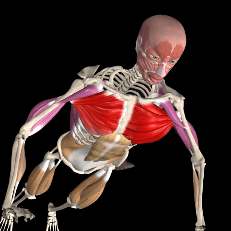 Exercise Science | Blog | Muscle and Motion