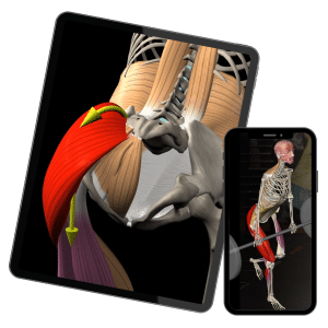Strength Training App: 3D Animation Anatomy & Biomechanics