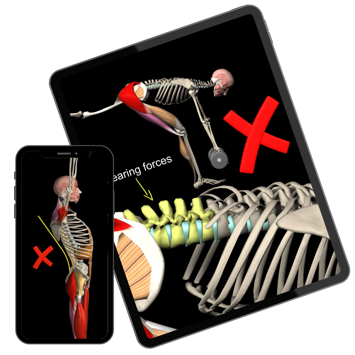Strength Training App: 3D Animation Anatomy & Biomechanics