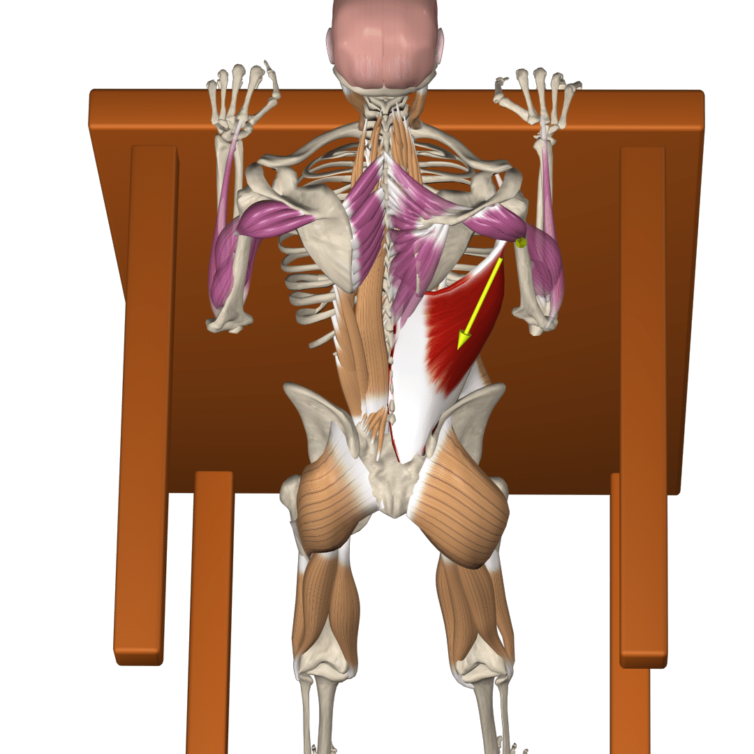 Building Muscles Without Weights? Yes, it is Possible! | Muscle&Motion ...