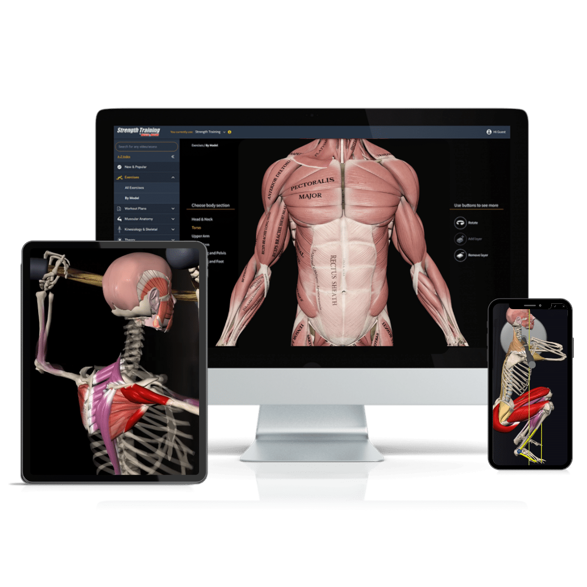 The anatomy and biomechanics of movement!